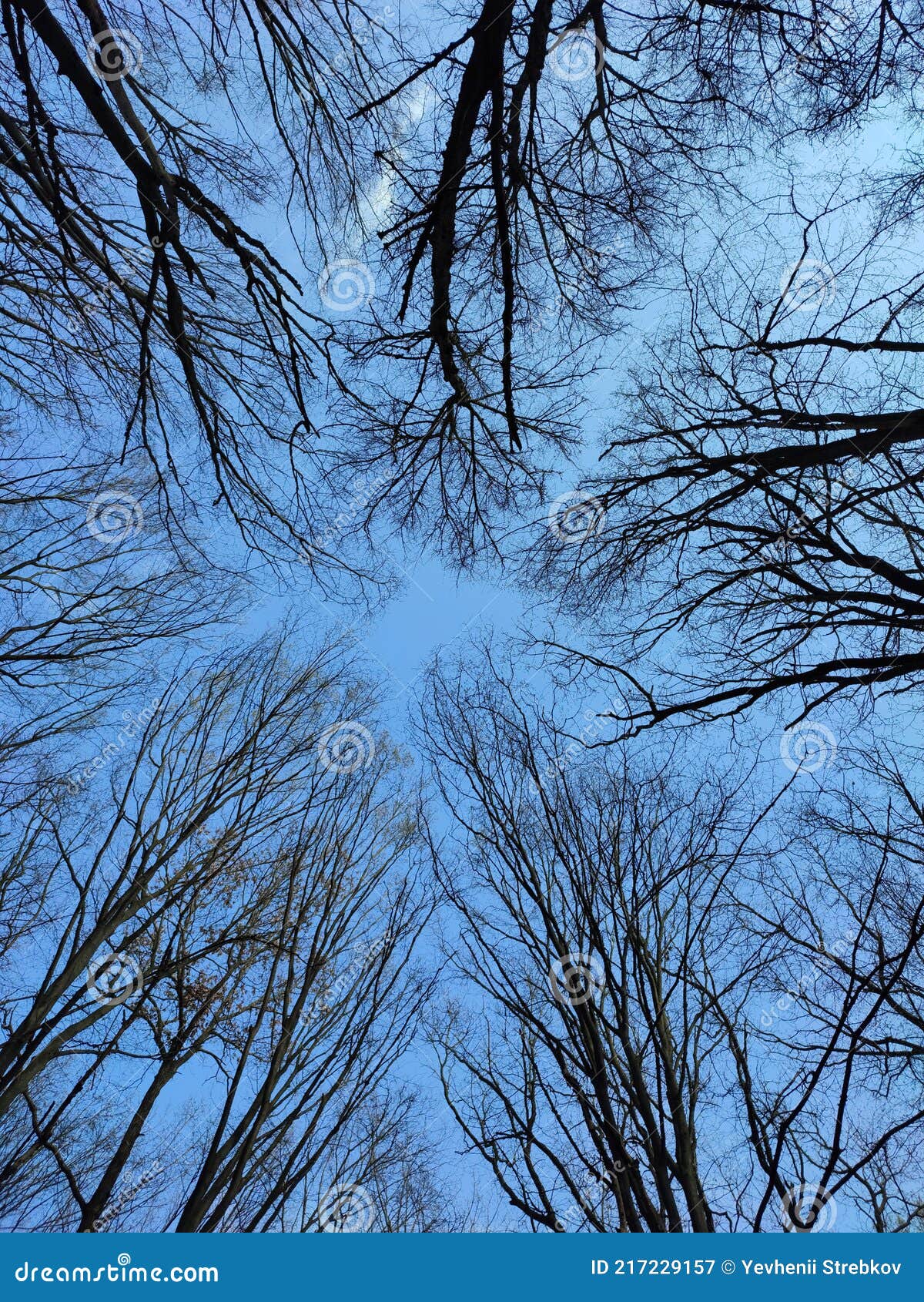 Sky And Trees, Perspective Stock Image | CartoonDealer.com #100079509