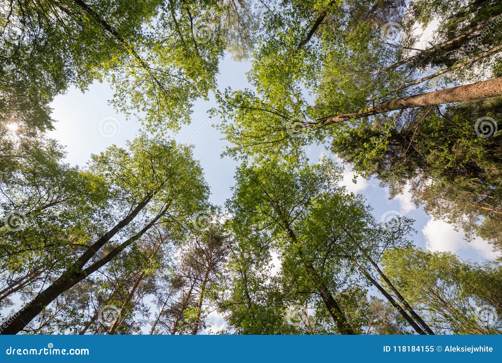 Crowns of the Trees in the Spring Forest Stock Image - Image of bright ...