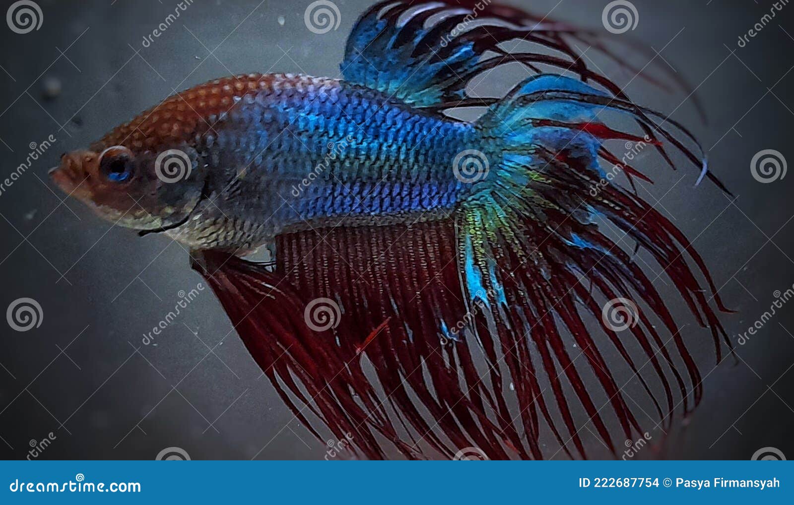 Crowntail Betta Fish from Indonesia, Asia Stock Photo - Image of ...