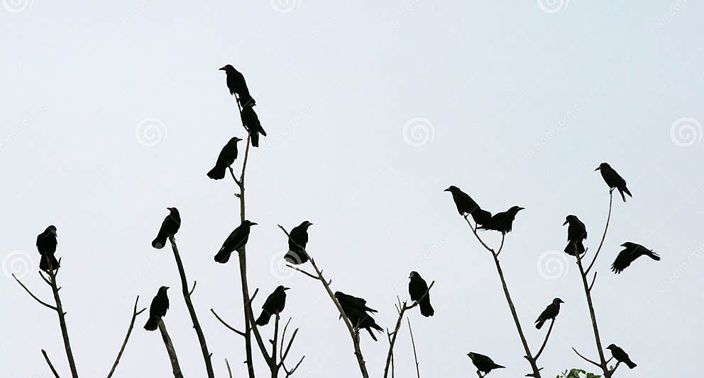 Crows stock image. Image of still, crow, wings, black - 1073257