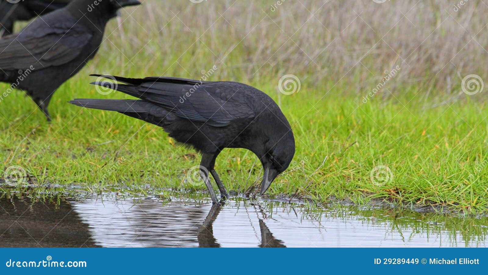 Crows stock image. Image of carrion, head, birds, drinking - 29289449