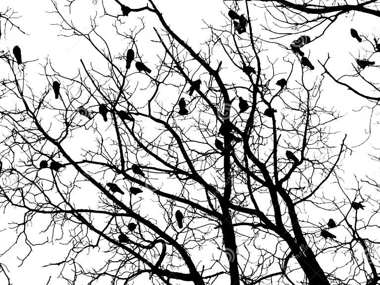 Crows (4) stock photo. Image of twilight, twig, raven - 1979604