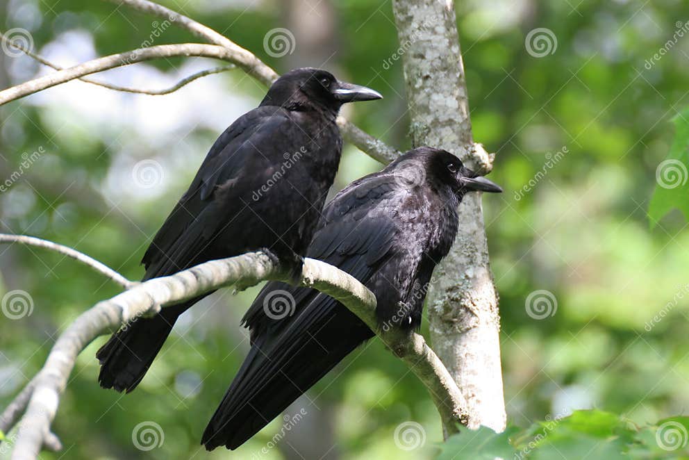 Crows stock photo. Image of blackbirds, mate, bird, couple - 889256