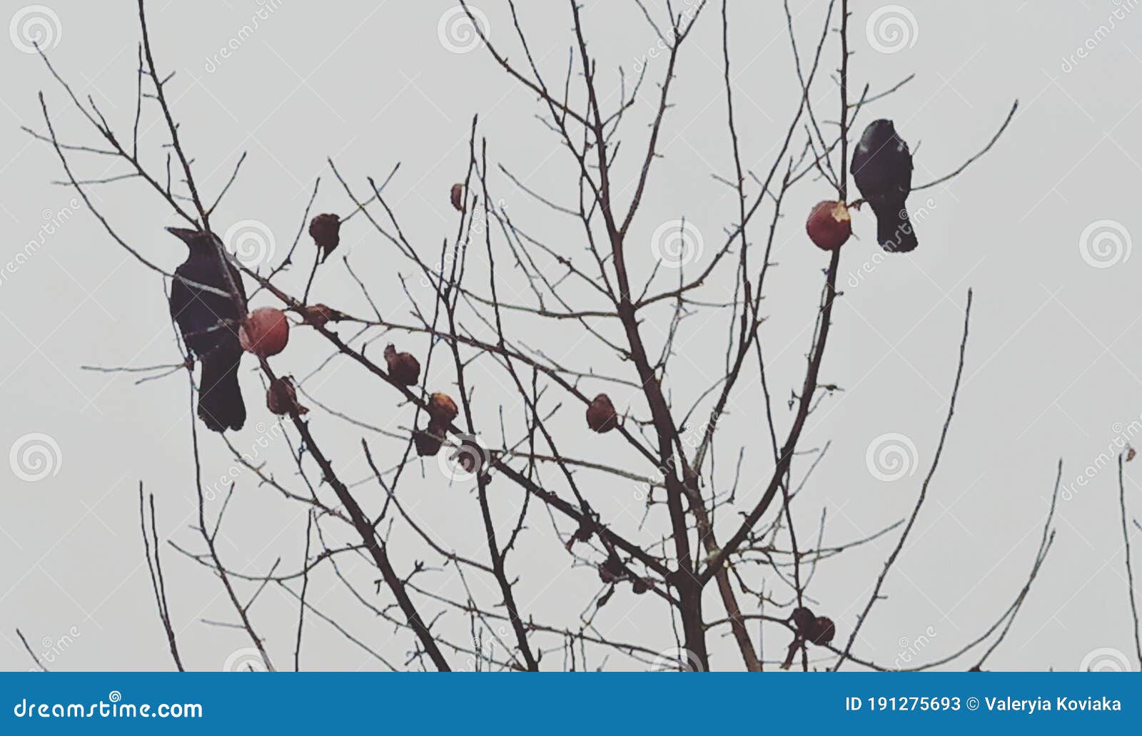 Crows on an Apple Tree in Autumn Stock Image - Image of blossom, nature ...