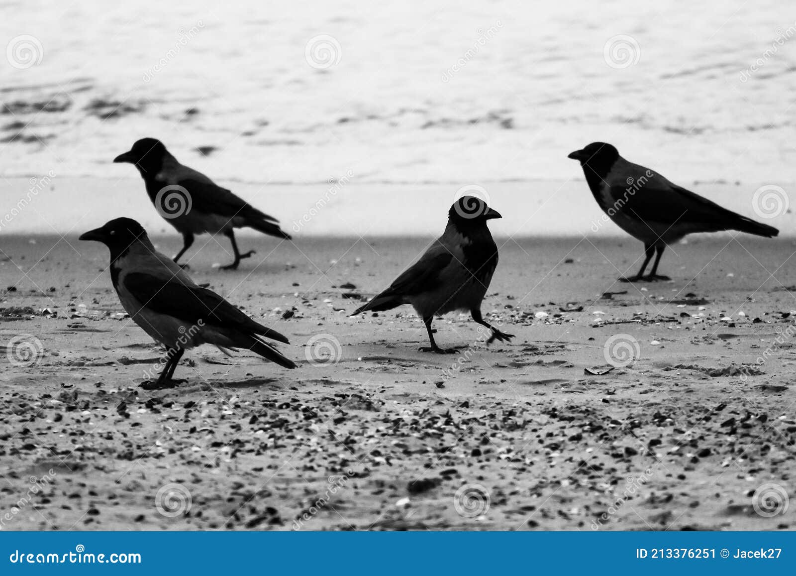 Crows on the beach stock image. Image of white, city - 213376251