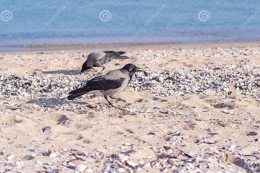 Crows on the beach stock photo. Image of black, shell - 90211118