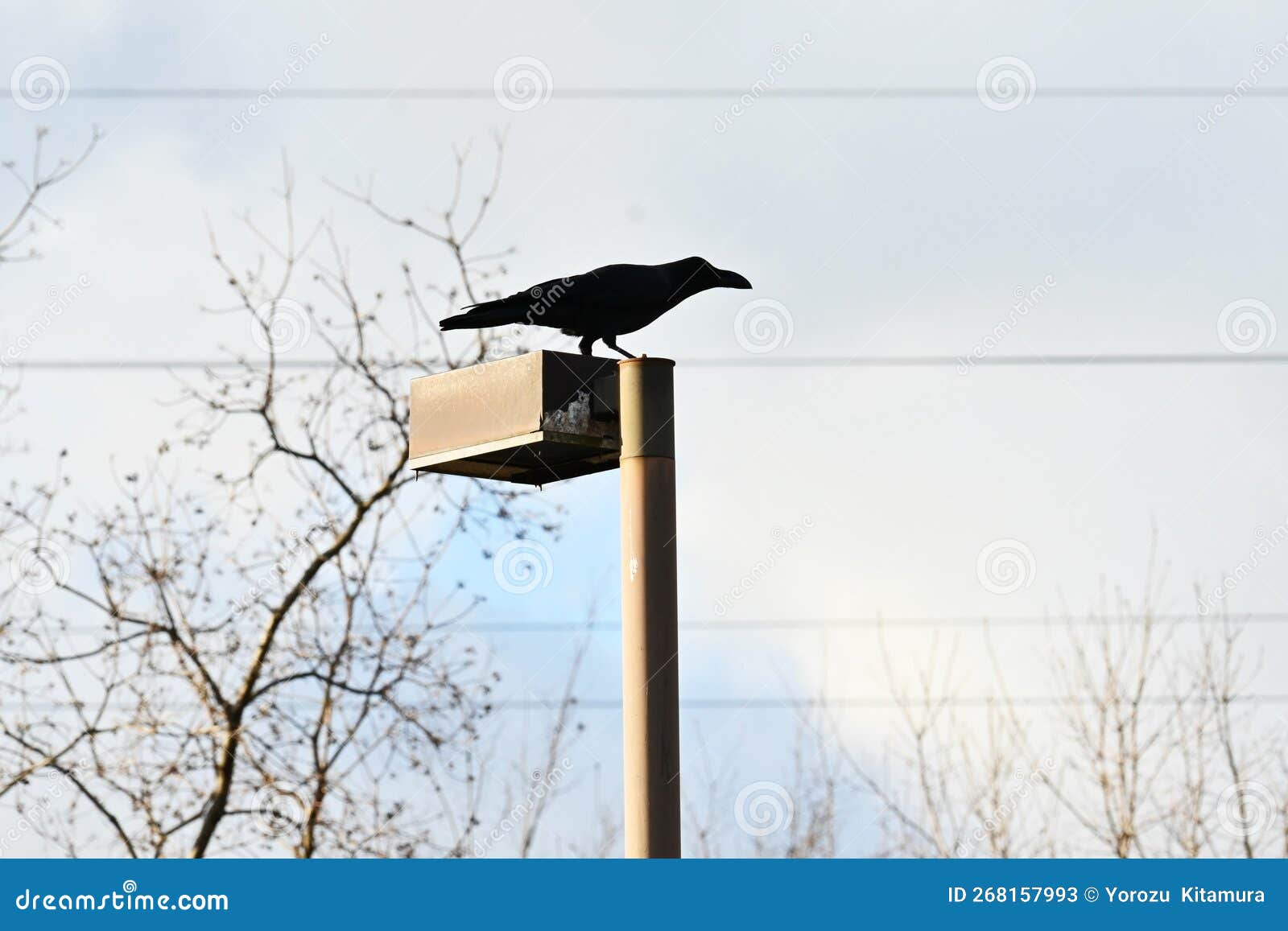 Crows. Bird Background Image Stock Image - Image of animal, perched ...