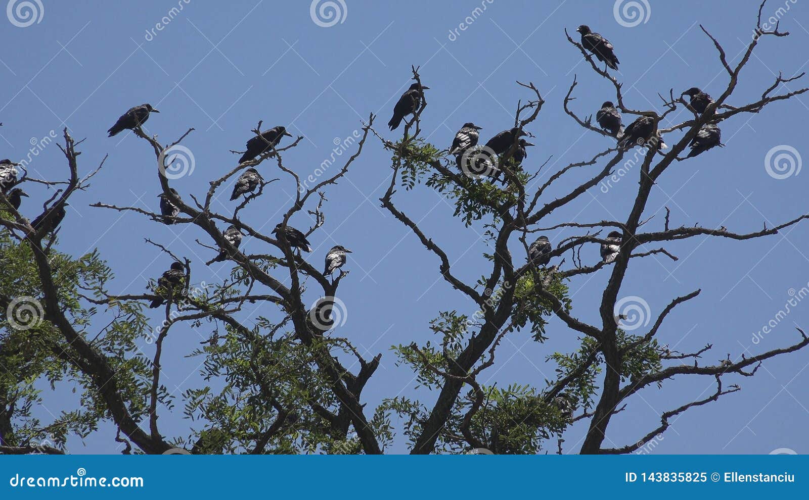 Crows on Branch, Flying Flock, Crowd of Raven in Tree, Black Bird ...