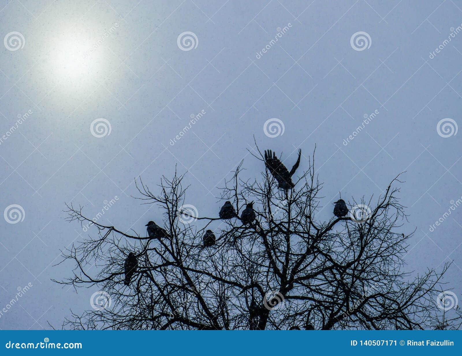 Crows on the Branches of an Oak in the Winter Forest Stock Image ...