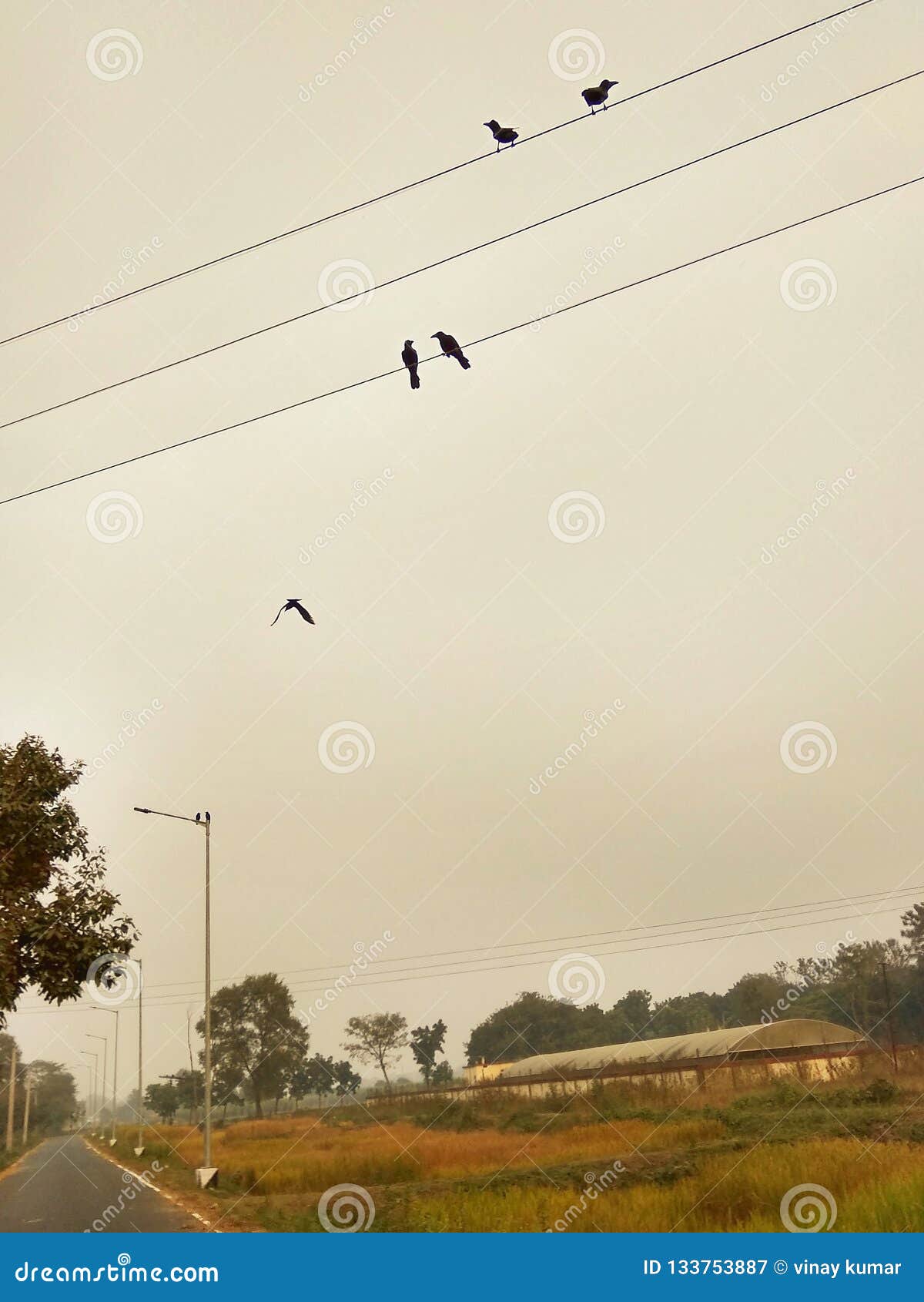 Crows on the cable stock image. Image of electric, crows - 133753887