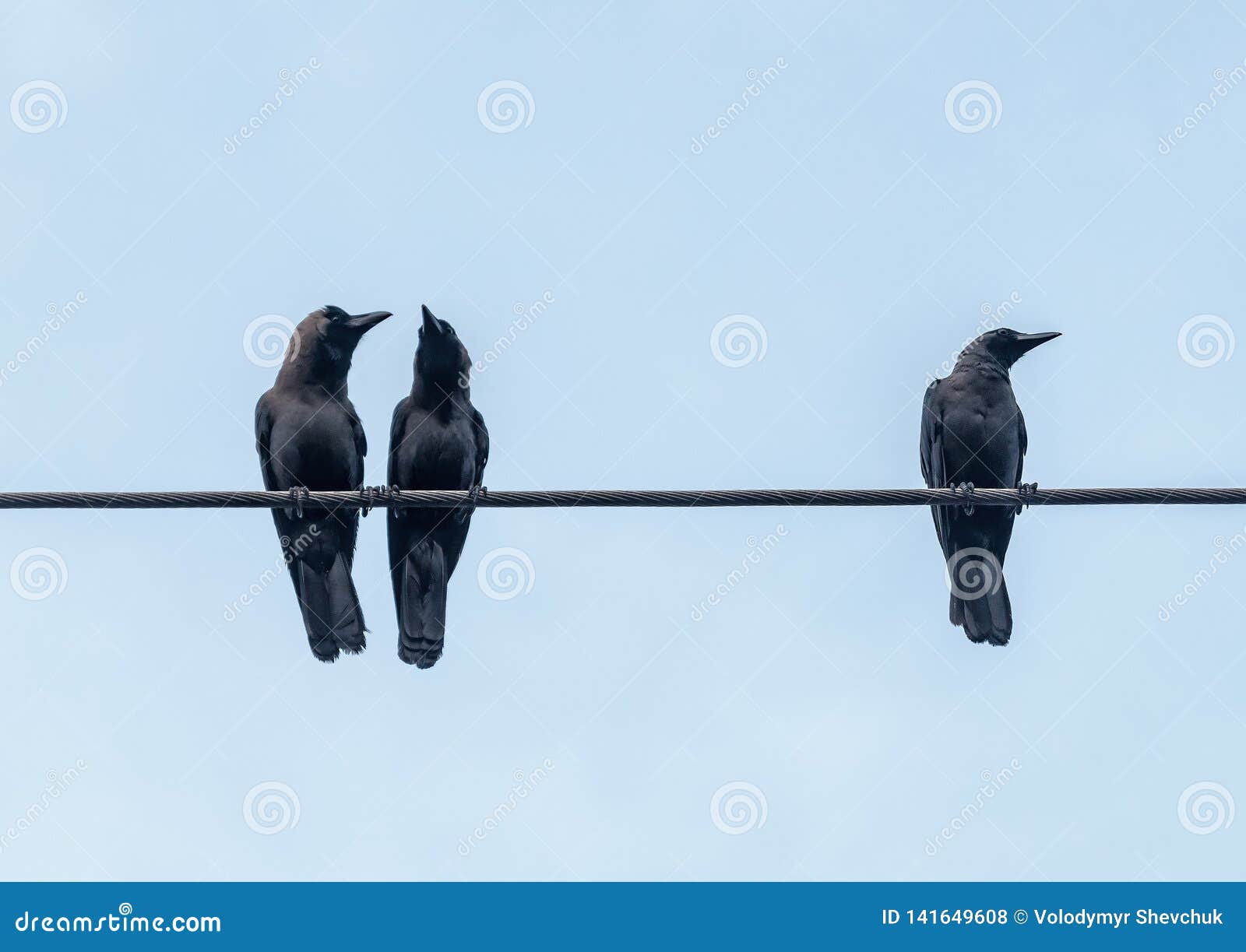 Crows on the cable stock photo. Image of cables, black - 141649608