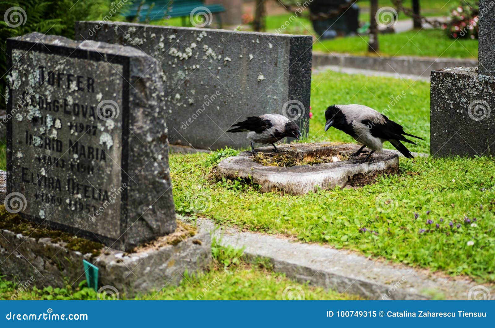 Crows on cemetery stock image. Image of grass, hoodie - 100749315
