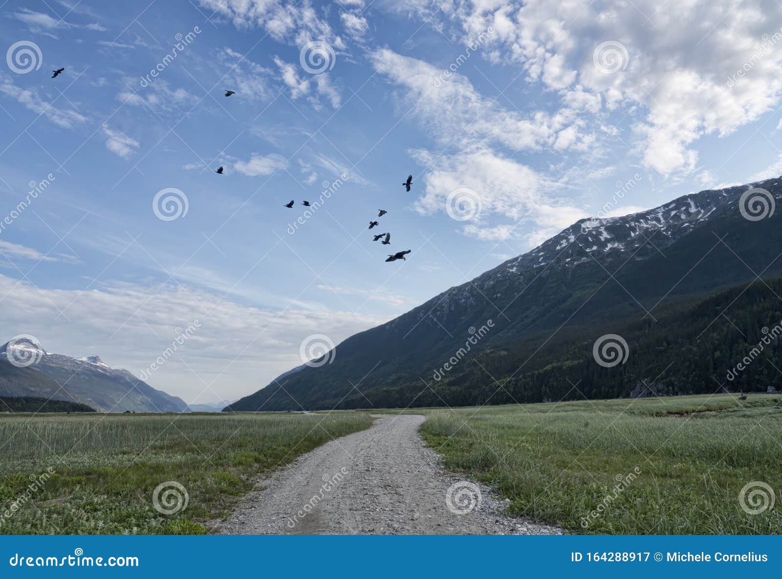Crows Chasing an Eagle Near Dyea Alaska in Summer Stock Image - Image ...