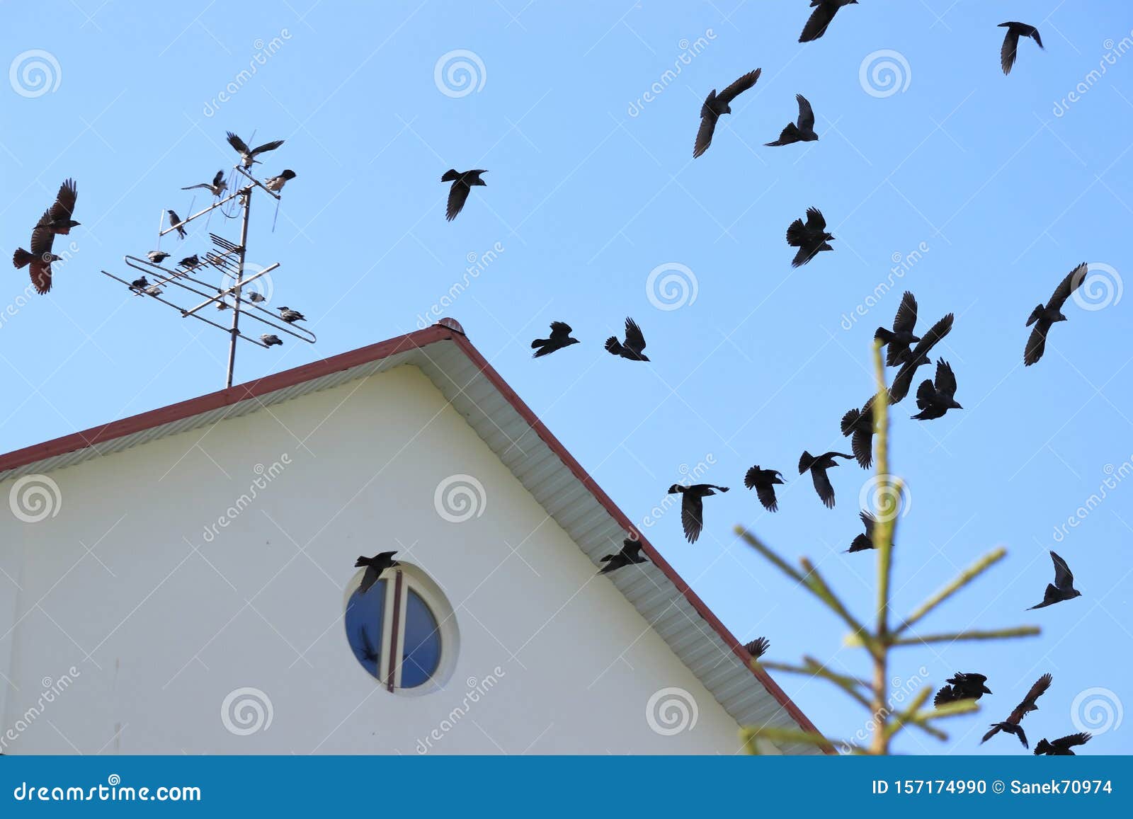Crows are Circling Around the House Stock Photo - Image of birds ...