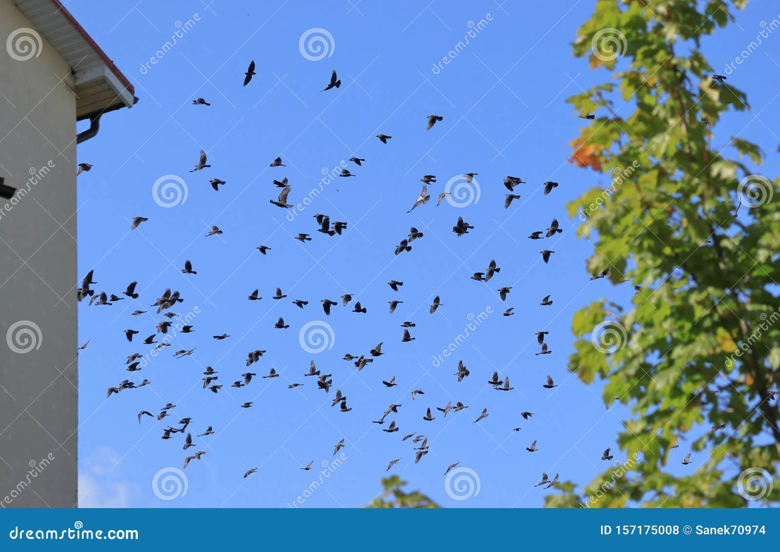 Crows are Circling Around the House Stock Photo - Image of bird ...
