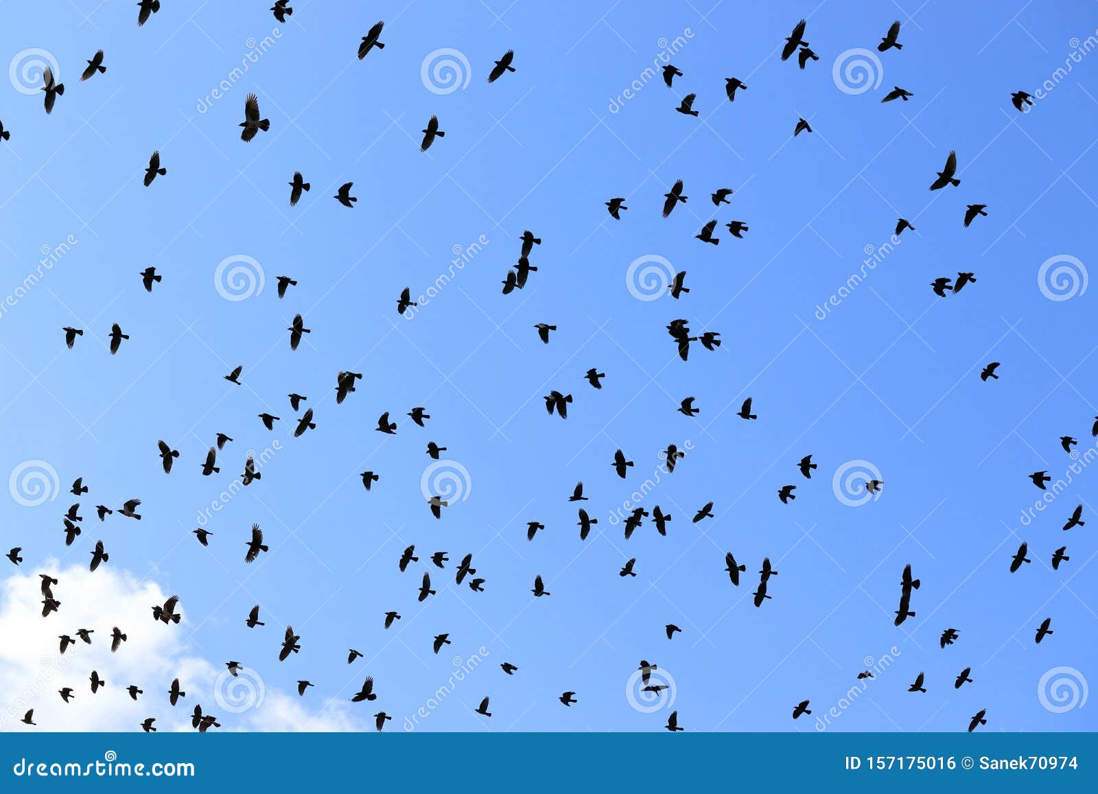 Crows are Circling Around the House Stock Photo - Image of migrating ...