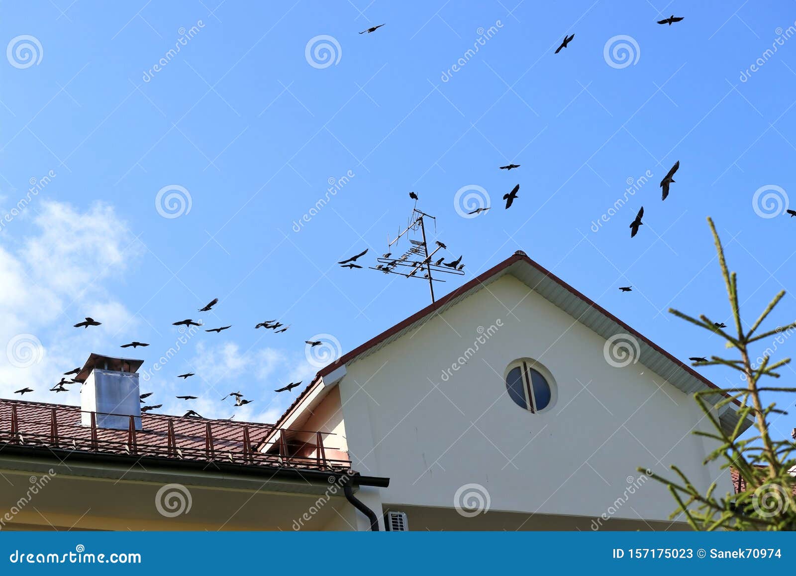 Crows are Circling Around the House Stock Image - Image of flock ...