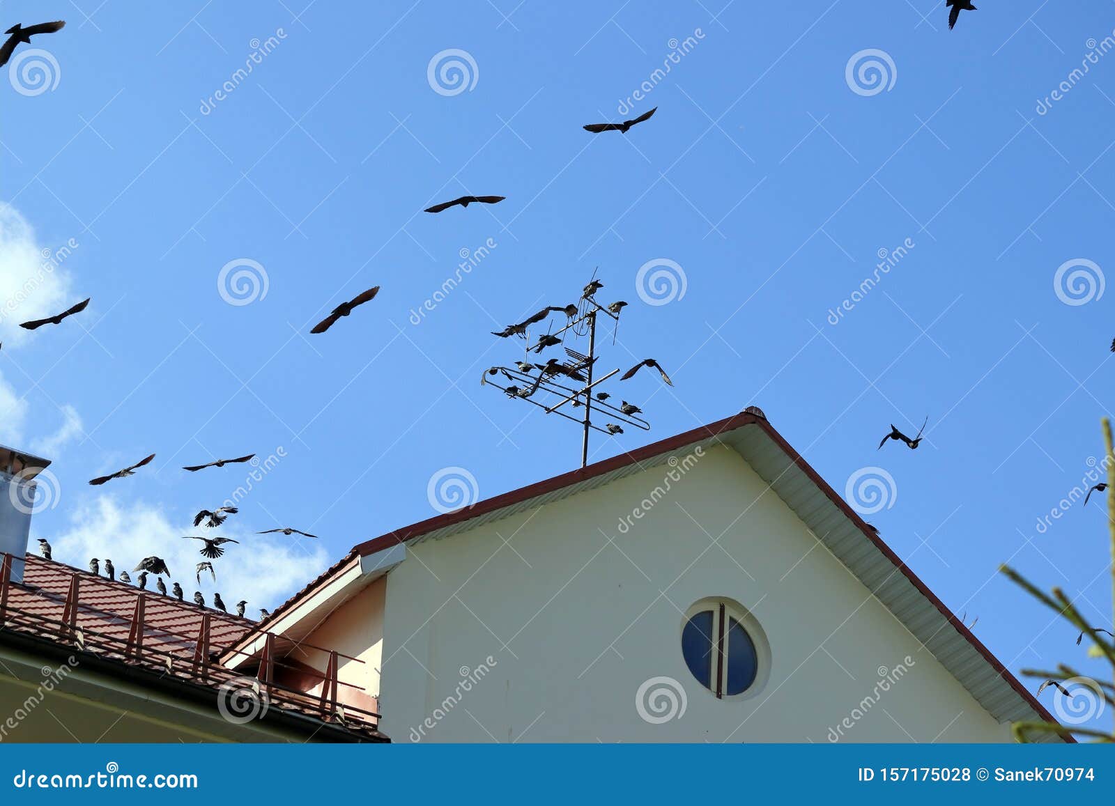 Crows are Circling Around the House Stock Photo - Image of city ...