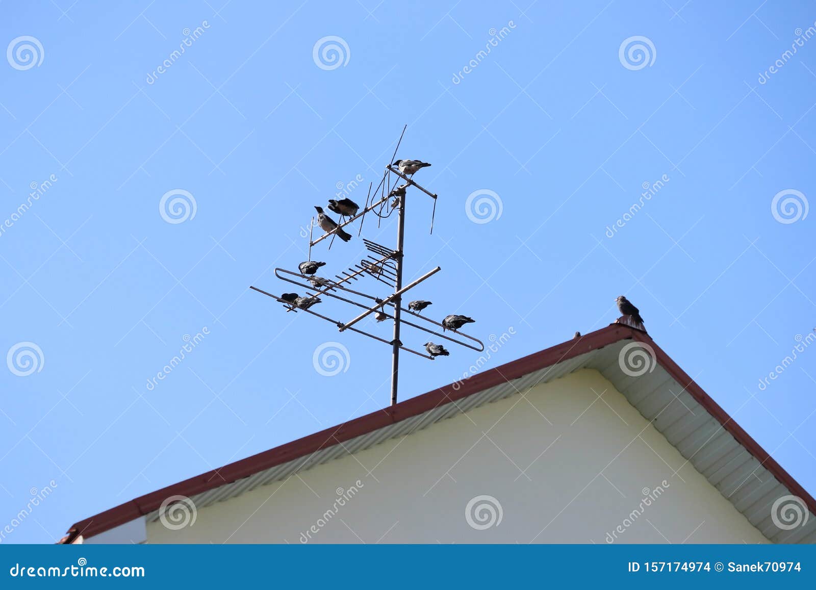 Crows are Circling Around the House Stock Photo - Image of landscape ...