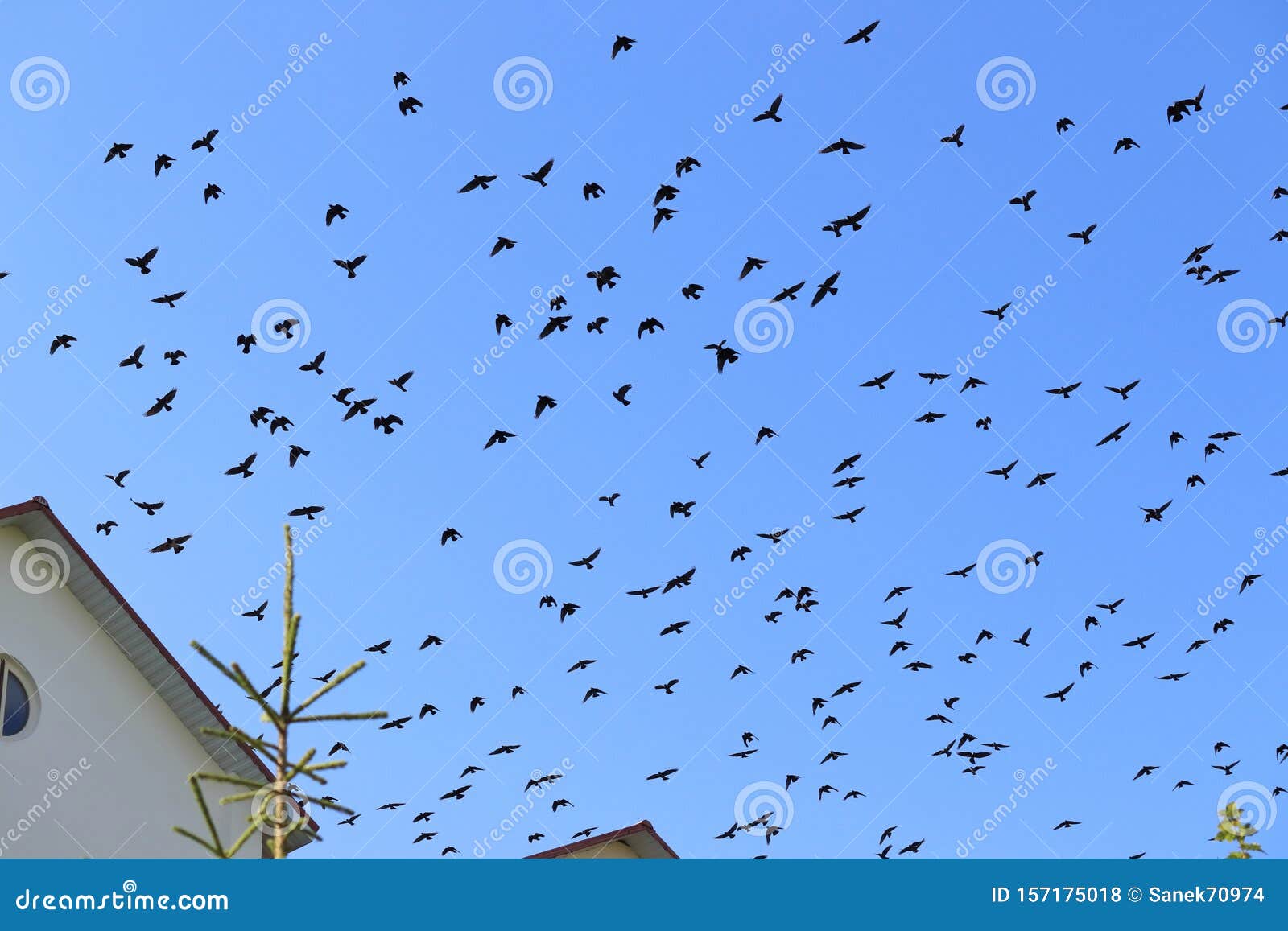 Crows are Circling Around the House Stock Photo - Image of antenna ...