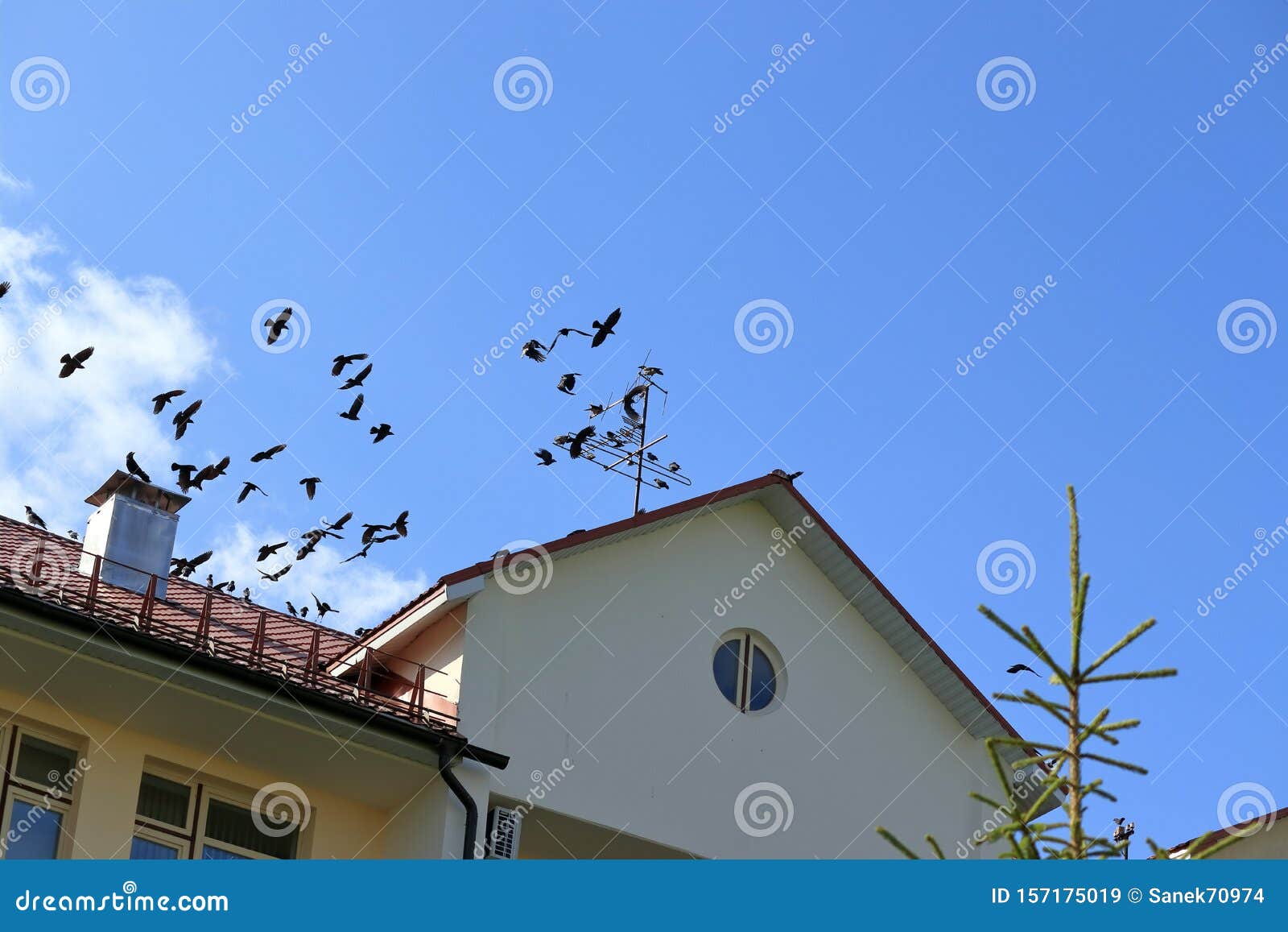 Crows are Circling Around the House Stock Image - Image of house ...