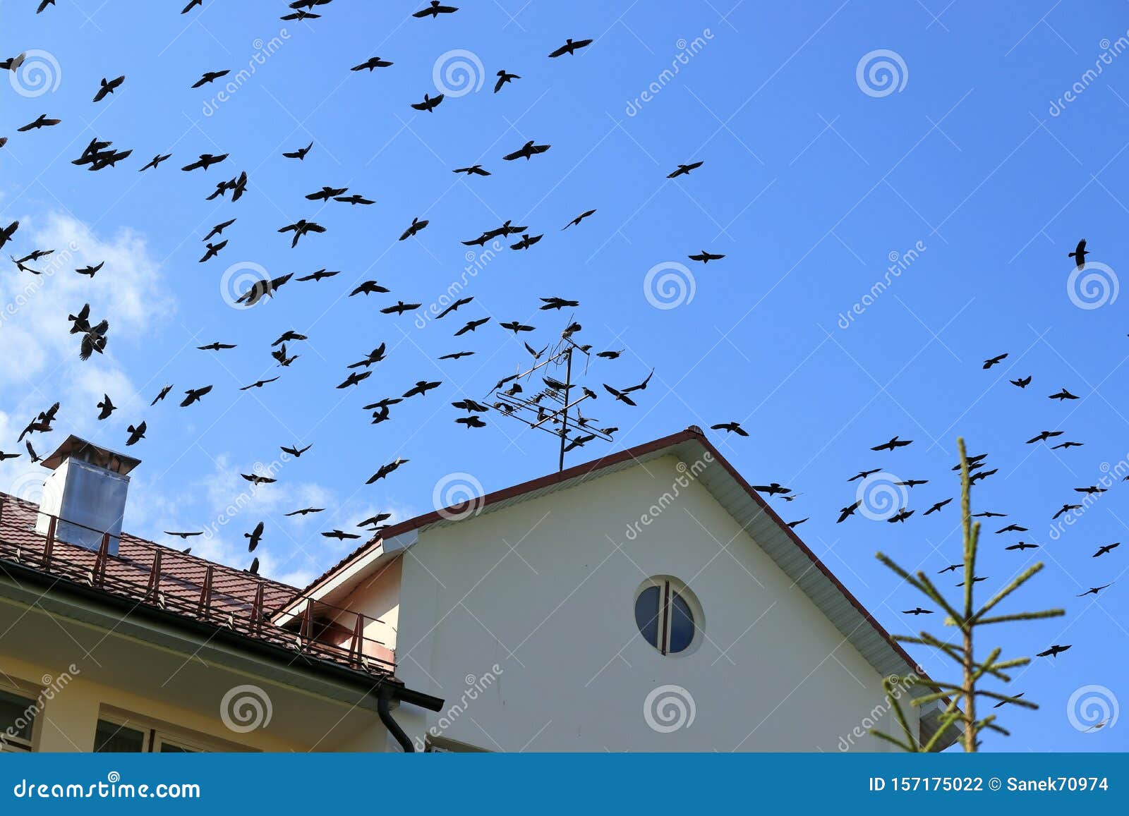 Crows are Circling Around the House Stock Photo - Image of historic ...
