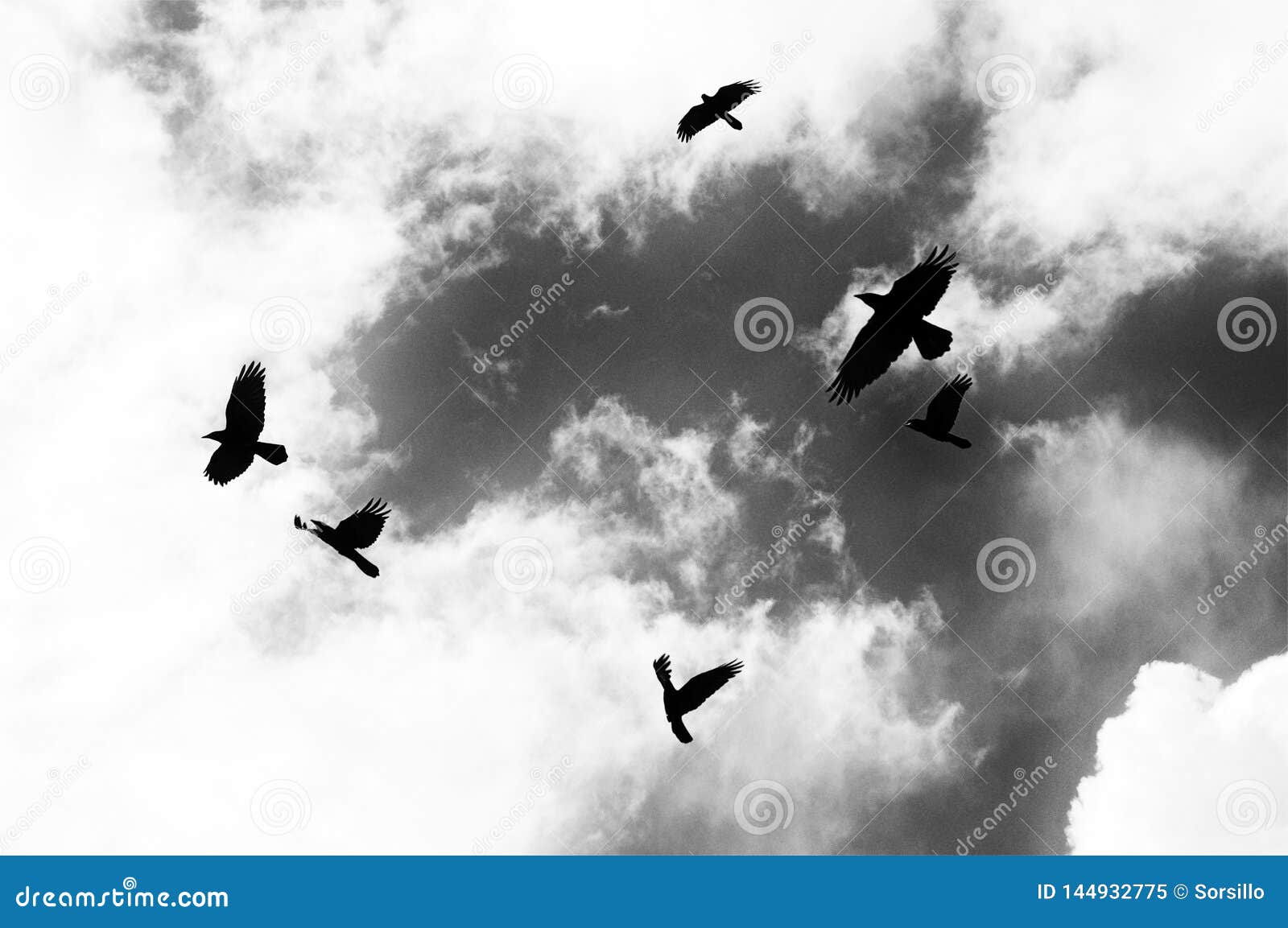Crows circling in sky stock image. Image of birds, clouds - 144932775