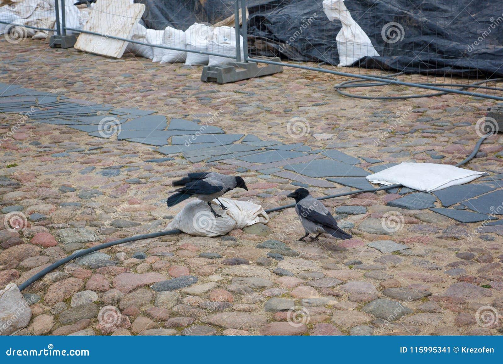Crows in the city stock image. Image of animal, crows - 115995341