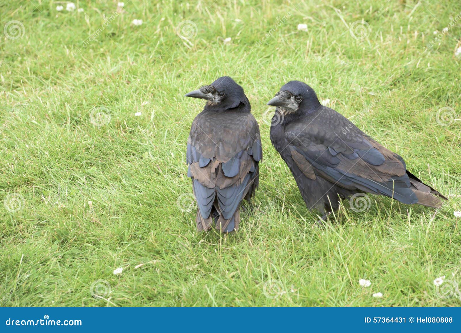 Crows stock image. Image of clos, wings, beak, birds - 57364431
