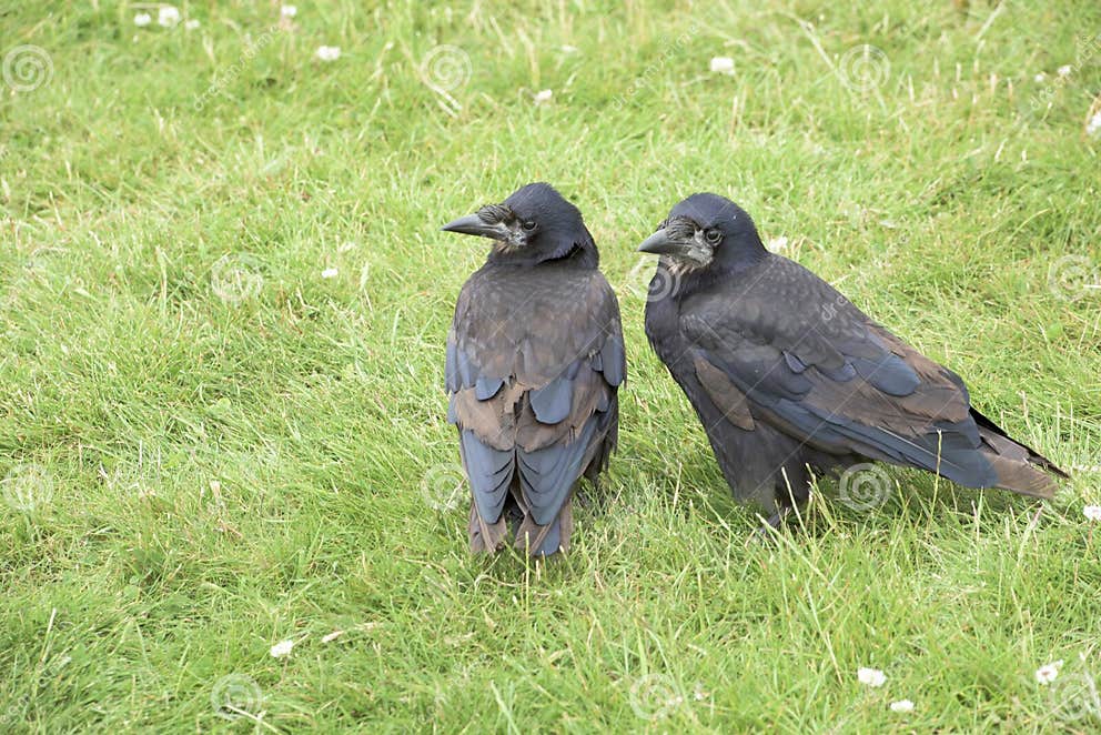 Crows stock image. Image of clos, wings, beak, birds - 57364431