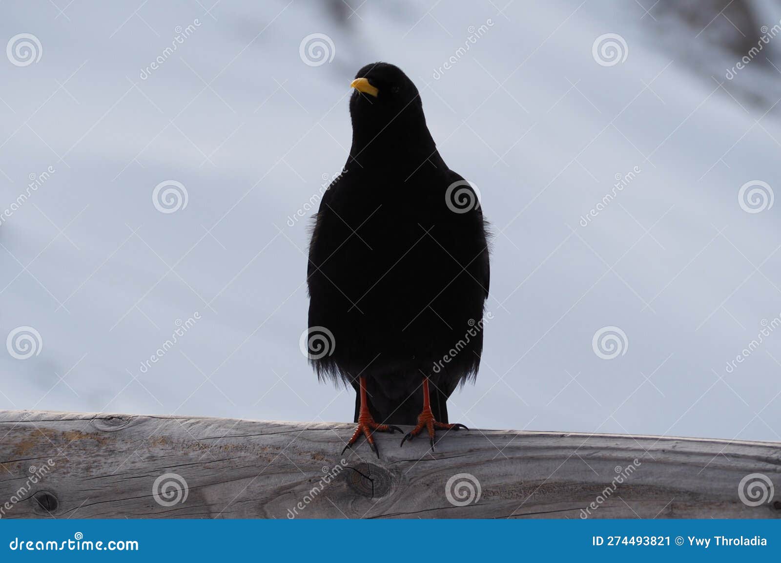 Crows in the Cold Snow on Mount Titlis Stock Image - Image of finch ...