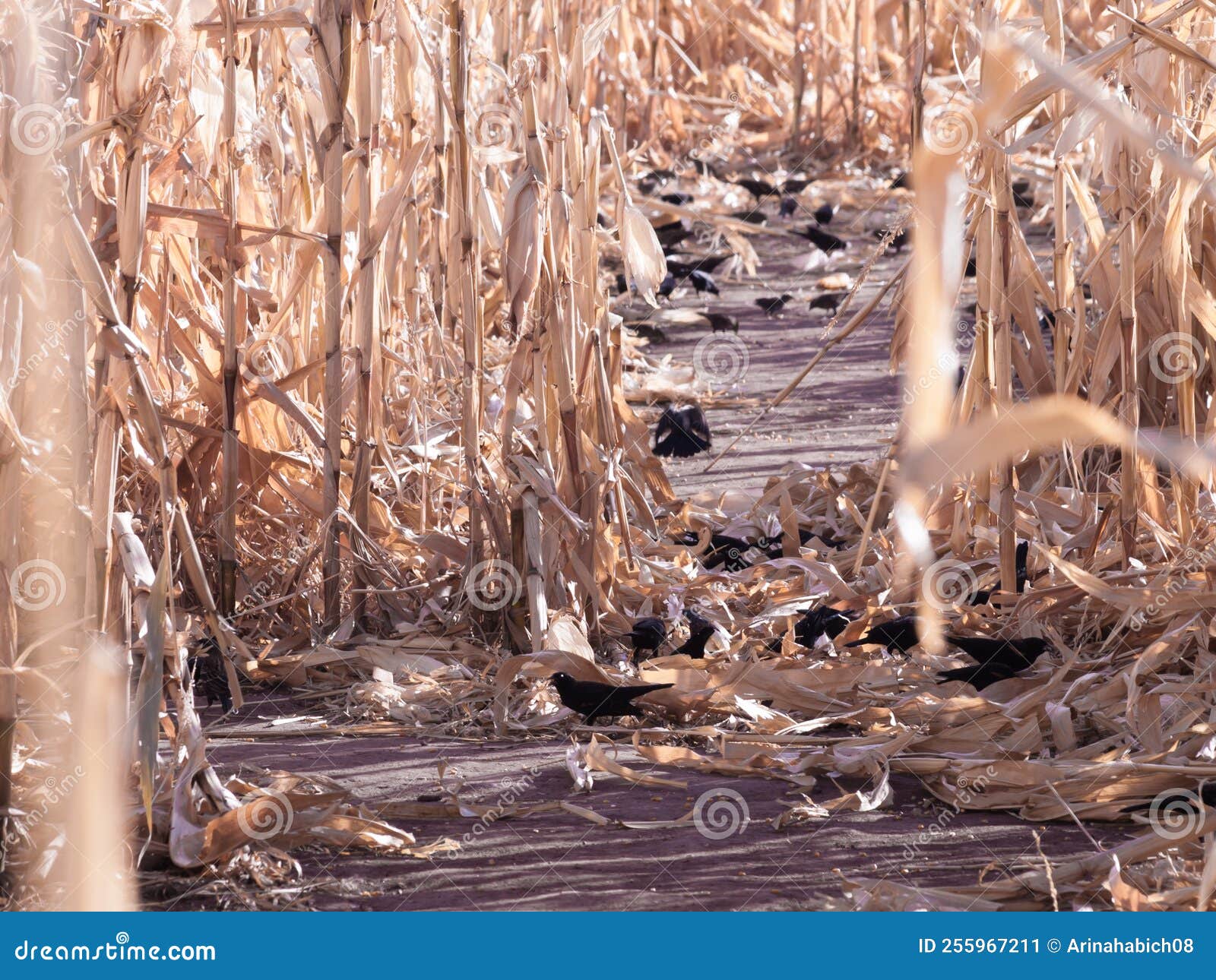 Crows in corn field stock image. Image of animals, mountains - 255967211