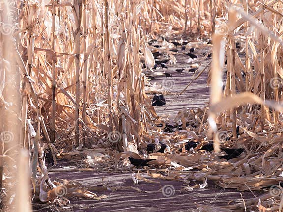 Crows in corn field stock image. Image of animals, mountains - 255967211