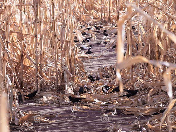 Crows in corn field stock photo. Image of agriculture - 255967356