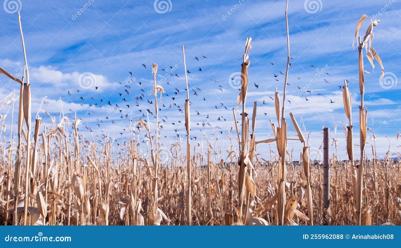 Crows in corn field stock photo. Image of fall, rural - 255962088