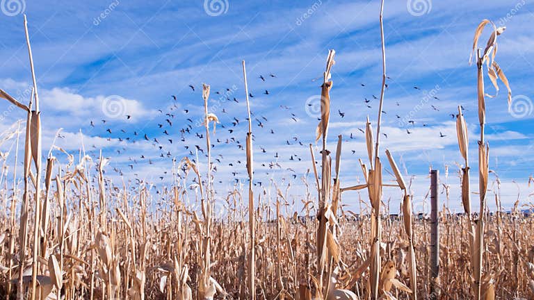 Crows in corn field stock photo. Image of fall, rural - 255962088