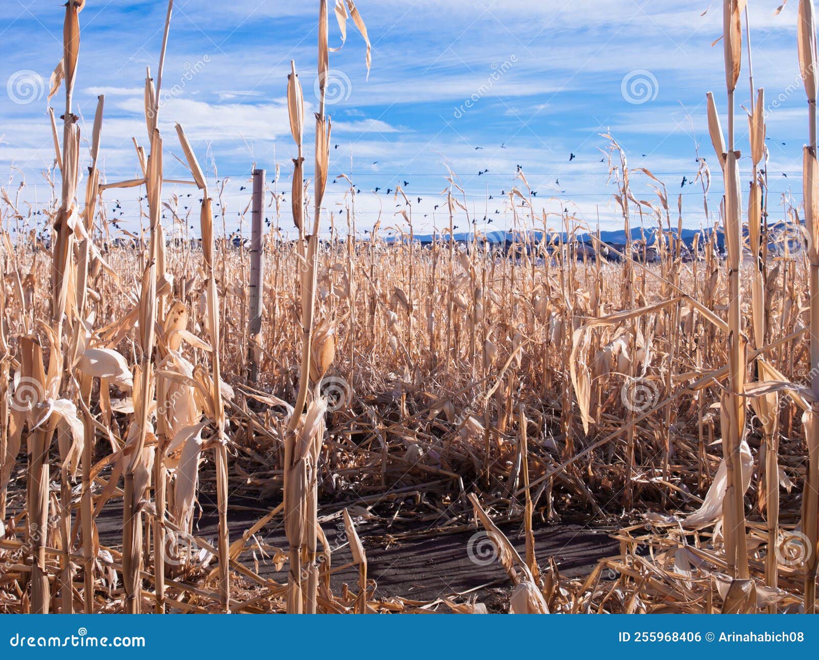 Crows in corn field stock photo. Image of ripe, food - 255968406