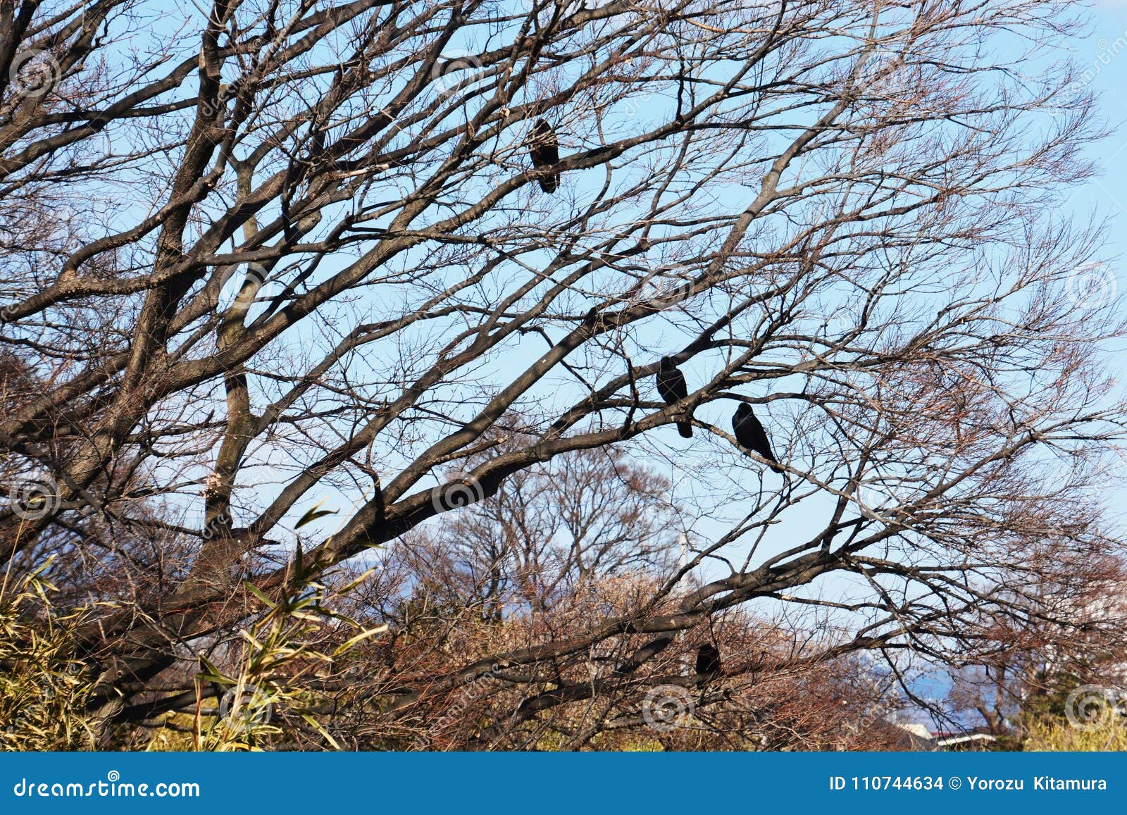 Crows stock photo. Image of branch, nature, black, crow - 110744634