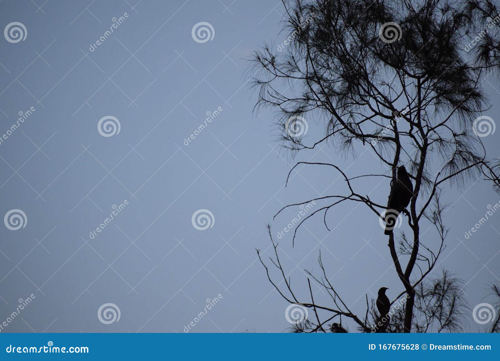 Crows at dawn stock photo. Image of income, feed, bonding - 167675628