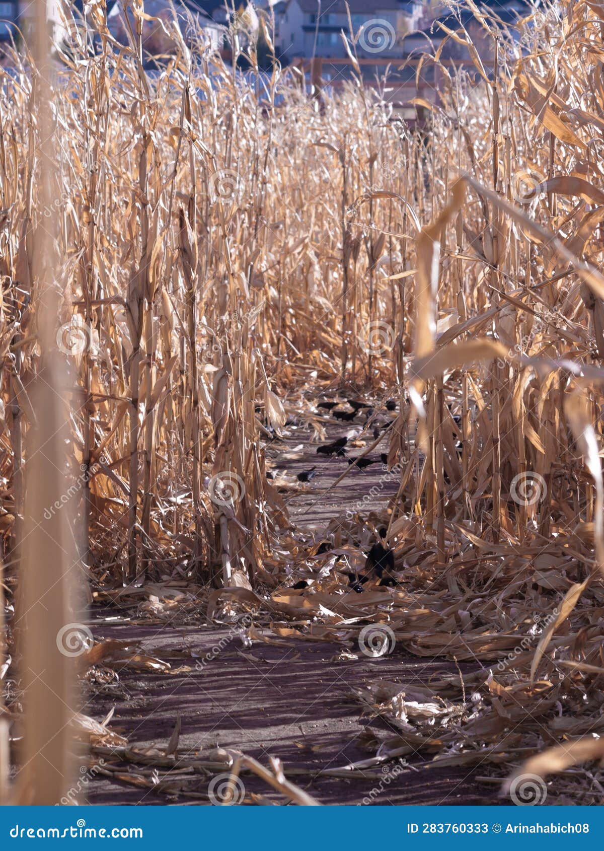 Crows in corn field stock image. Image of black, food - 283760333