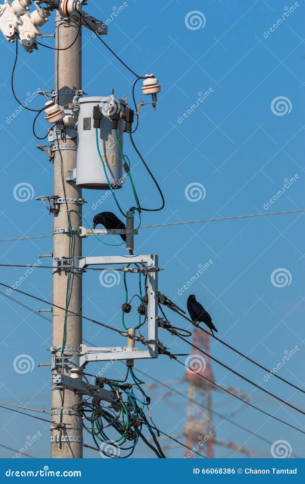 Crows on Electrical Wires Against Blue Sky. Stock Photo - Image of ...