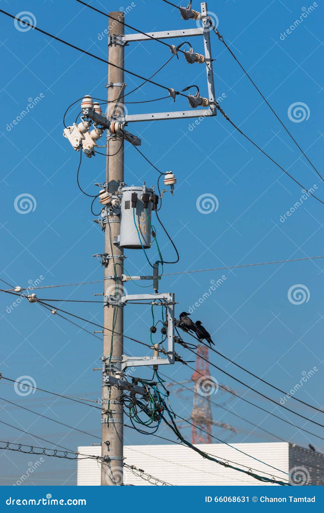 Crows on Electrical Wires Against Blue Sky. Stock Image - Image of ...