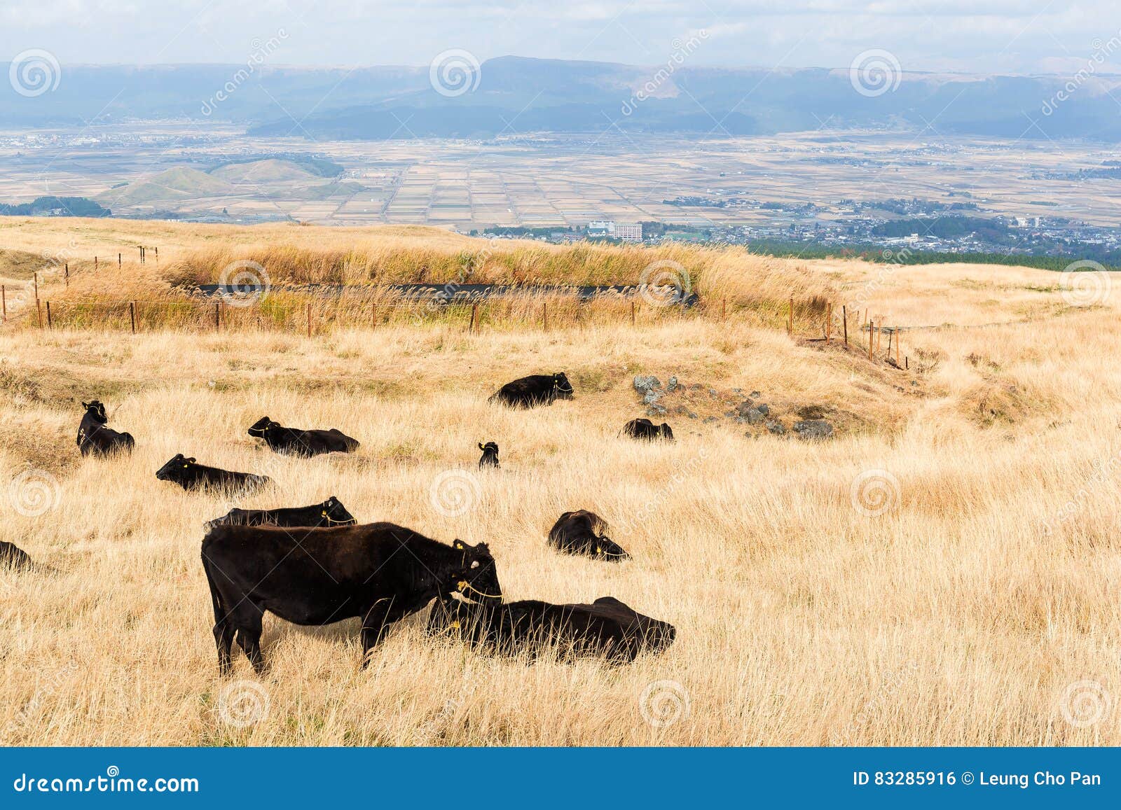 Crows in farm agriculture stock photo. Image of asian - 83285916