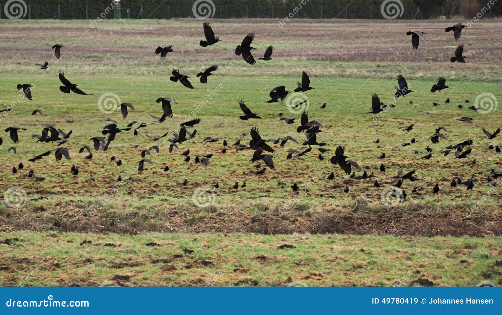 Crows on Field stock image. Image of 21st, 2000s, agriculture - 49780419