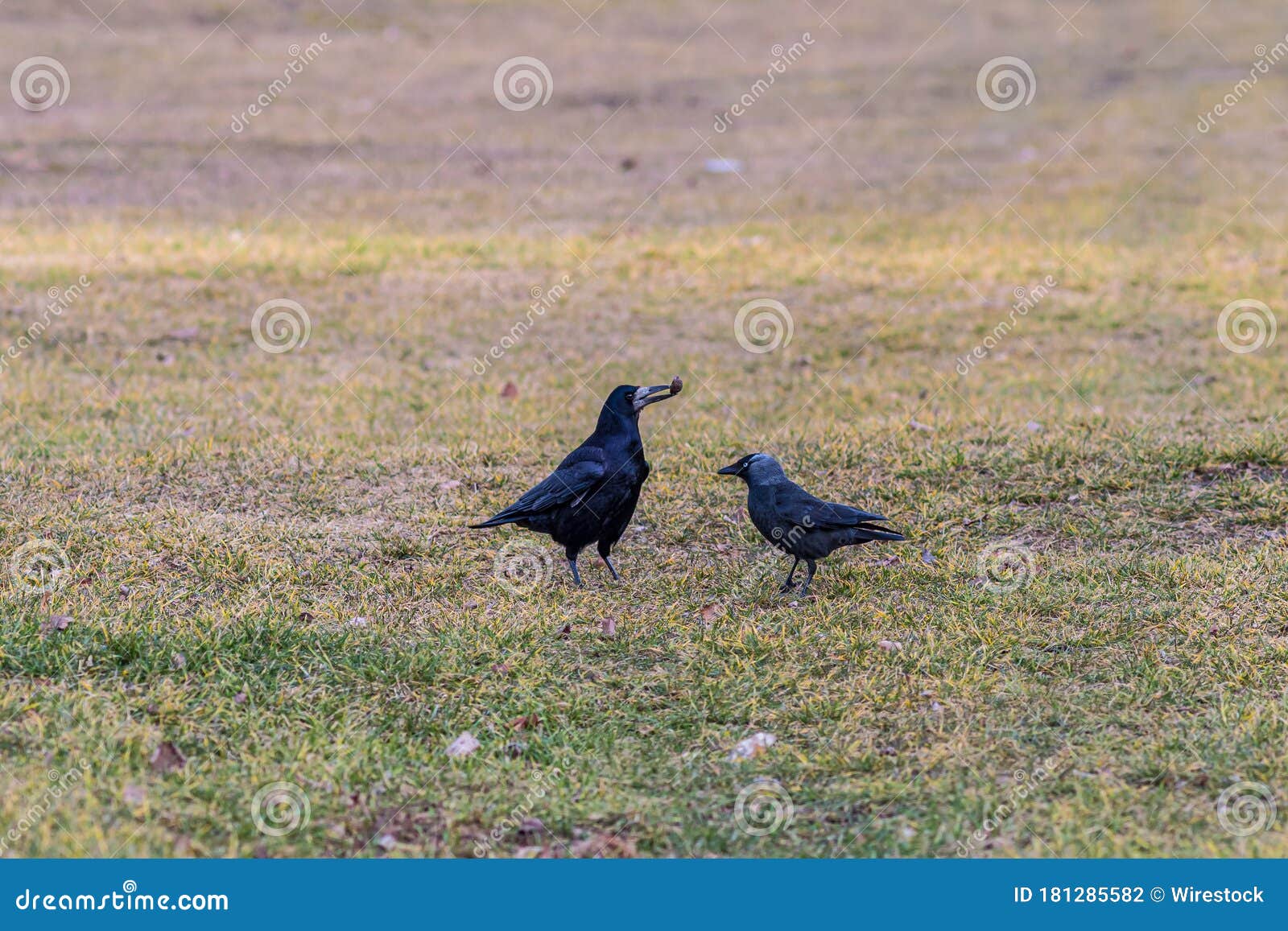 Crows in a Field Covered in the Grass Under the Sunlight with a Blurry ...