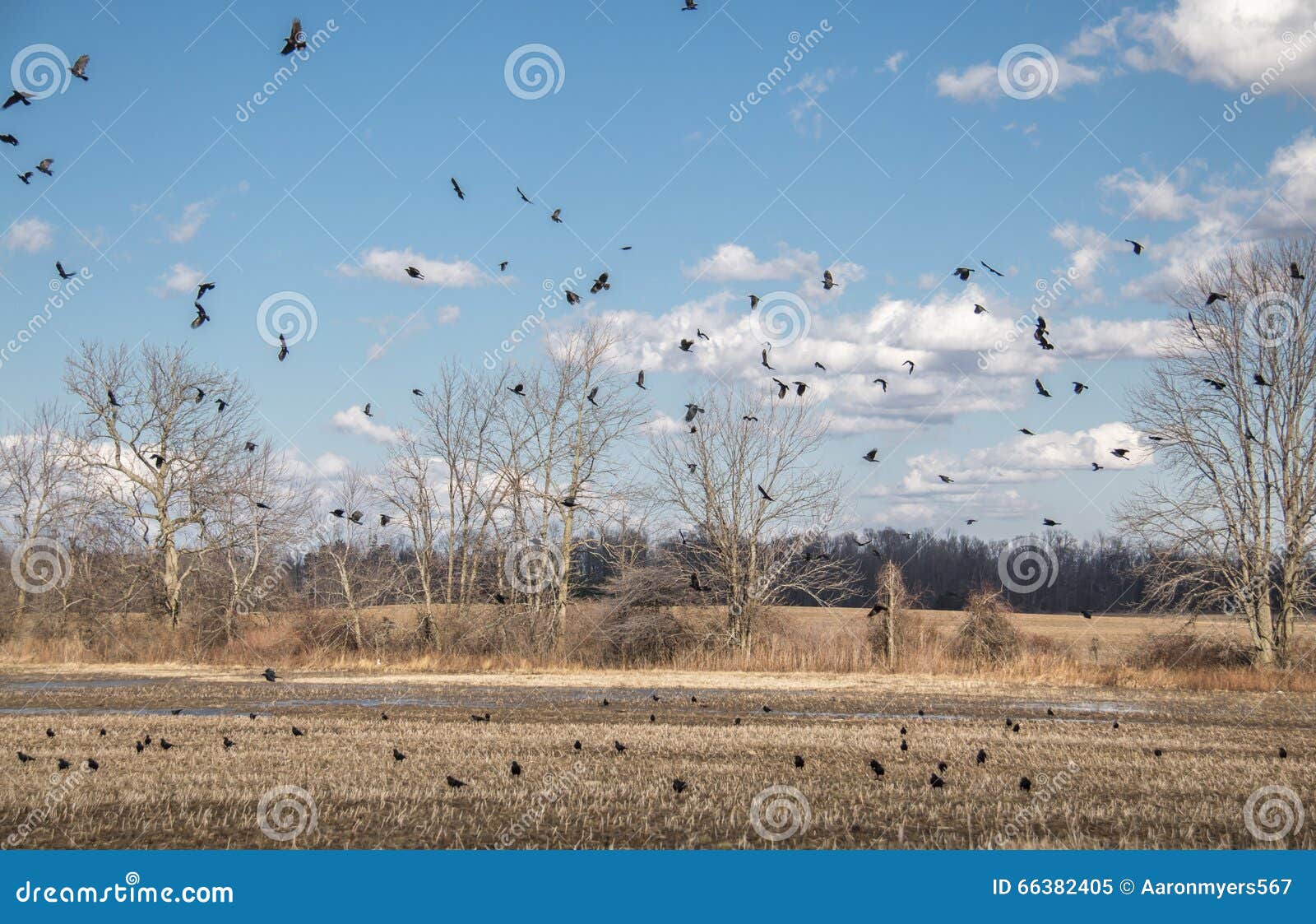 Crows in flight stock image. Image of trees, clouds, blue - 66382405