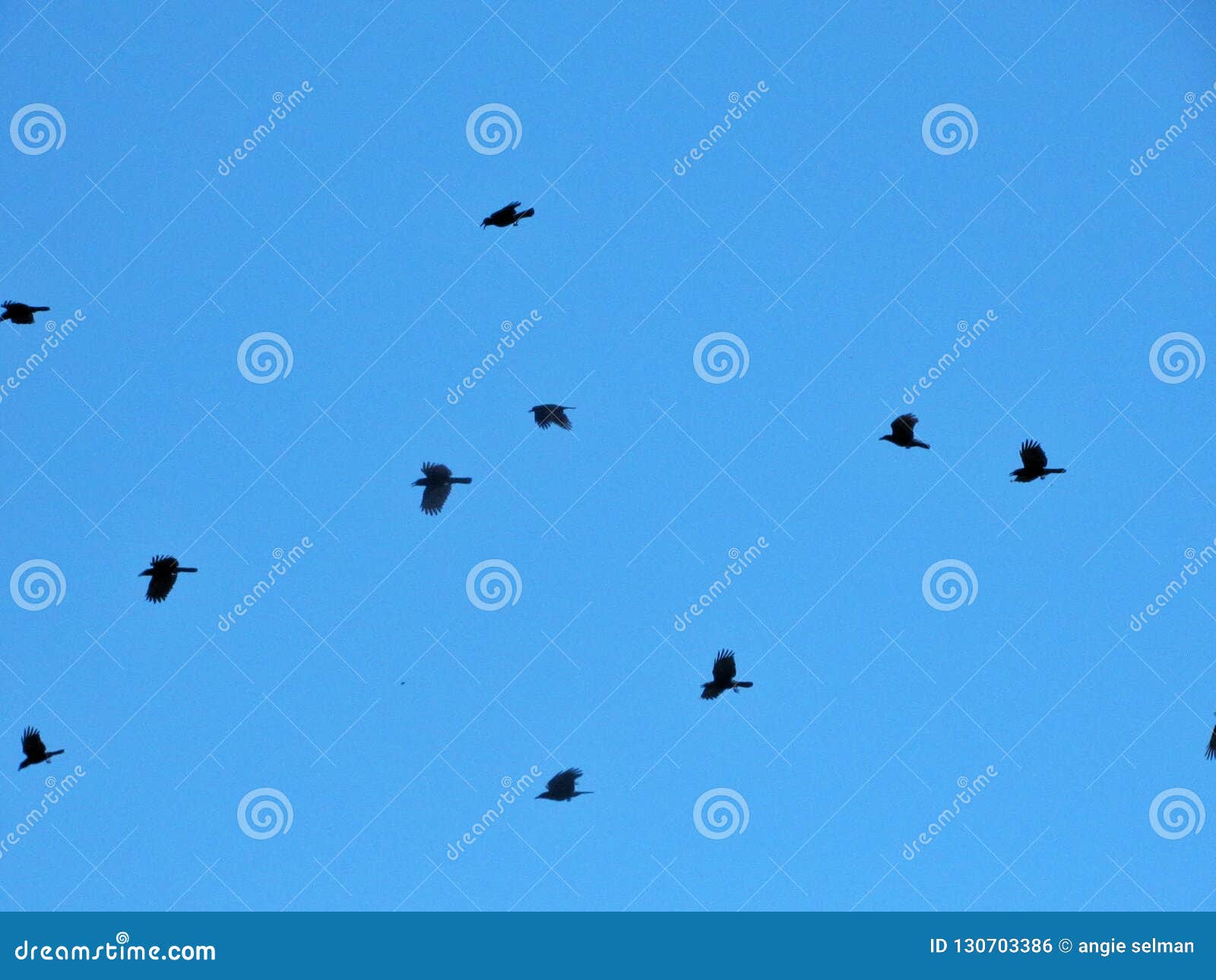 Crows in flight stock photo. Image of blue, crow, flock - 130703386