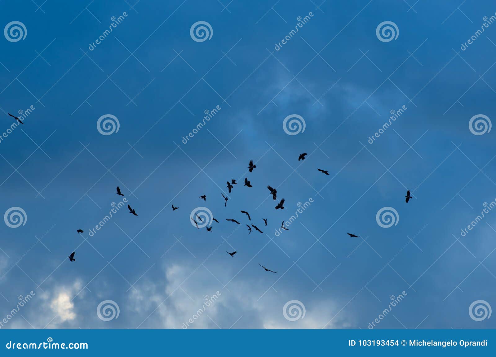 Crows in flight stock photo. Image of wildlife, wild - 103193454