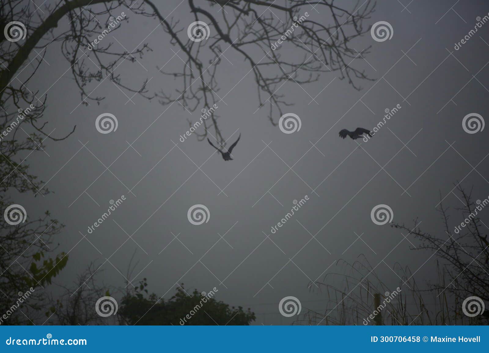 Crows in Flight through Fog Stock Photo - Image of mist, corvid: 300706458