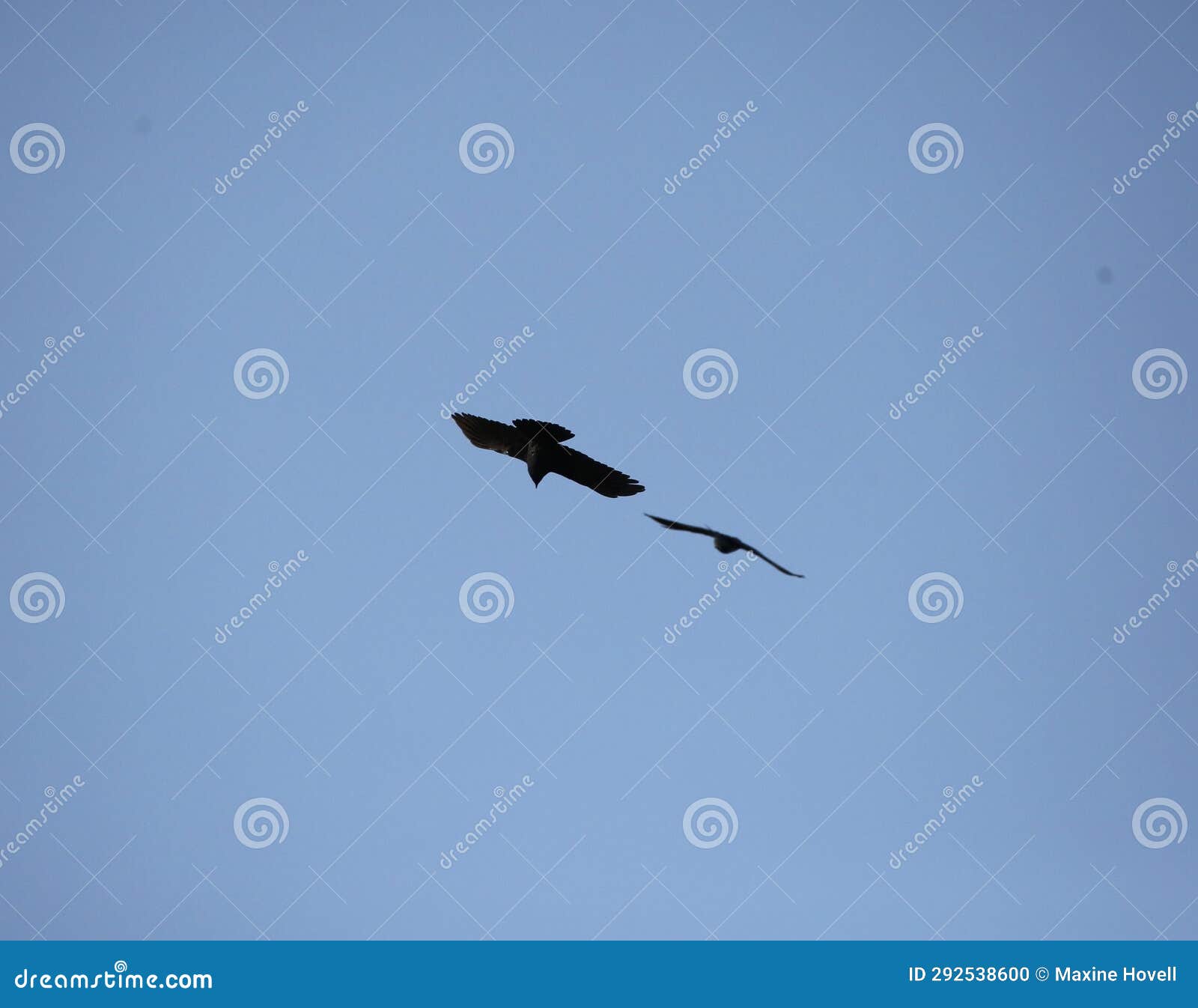 Crows in flight stock photo. Image of corvus, airplane - 292538600